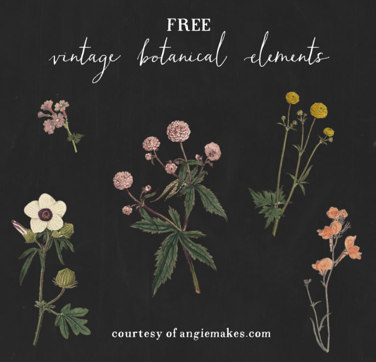 Free Vintage Botanical Graphics Courtesy of Angie Make